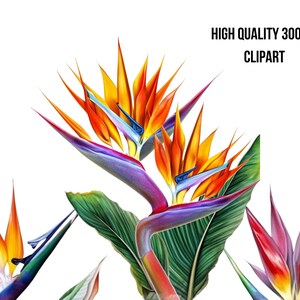 Printable Bird of Paradise Clipart, Digital Downloads for Crafting ...