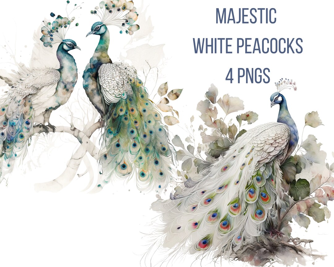 Weißer Pfau Clipart wunderliche ClipArt, digitaler Download PNG-Dateien ...