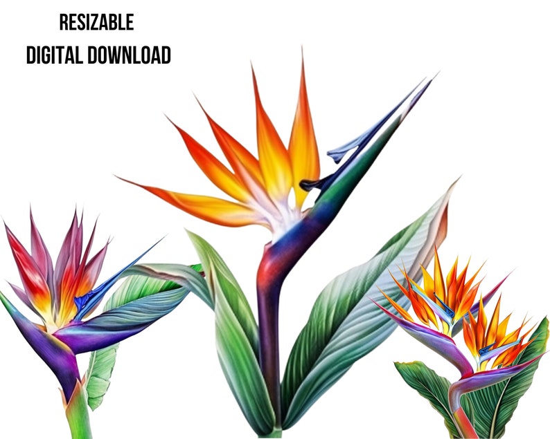 Printable Bird of Paradise Clipart Digital Downloads for - Etsy