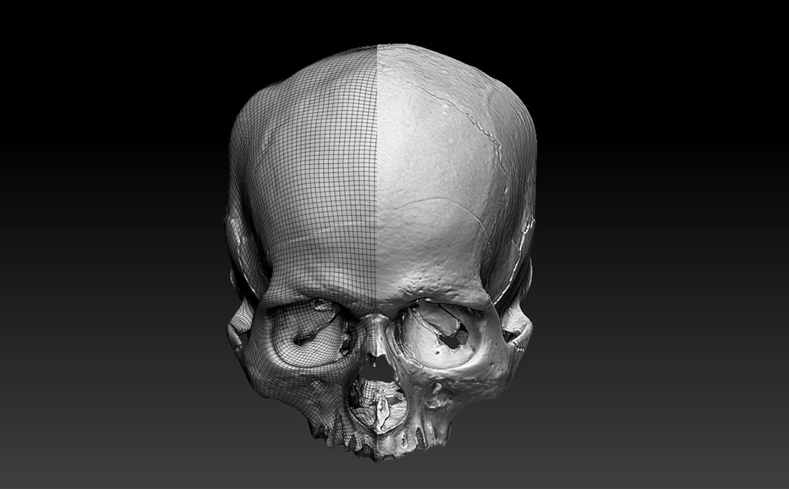 Human Skull - 3D Scan - Rebuilt Topology - UV Unwrapped - Royalty Free ...