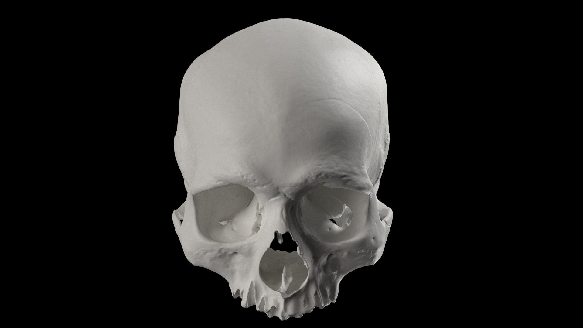 Human Skull - 3D Scan - High Resolution - Etsy