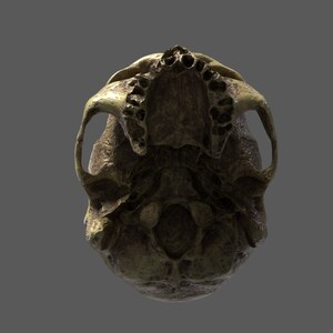 Human Skull - 3D Scan - Rebuilt Topology - UV Unwrapped - Royalty Free ...