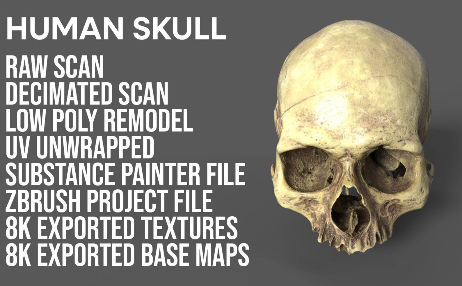 Human Skull - 3D Scan - Rebuilt Topology - UV Unwrapped - Royalty Free ...