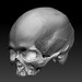 Human Skull - 3D Scan - Rebuilt Topology - UV Unwrapped - Royalty Free ...
