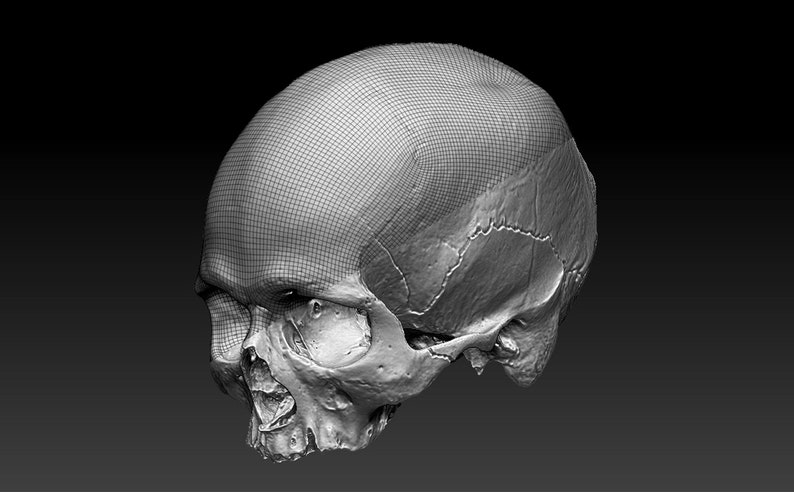 Human Skull - 3D Scan - Rebuilt Topology - UV Unwrapped - Royalty Free ...