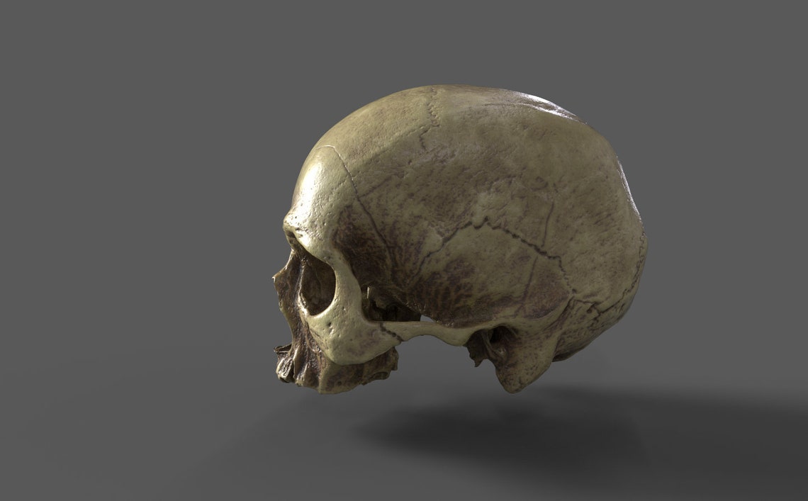 Human Skull - 3D Scan - Rebuilt Topology - UV Unwrapped - Royalty Free ...