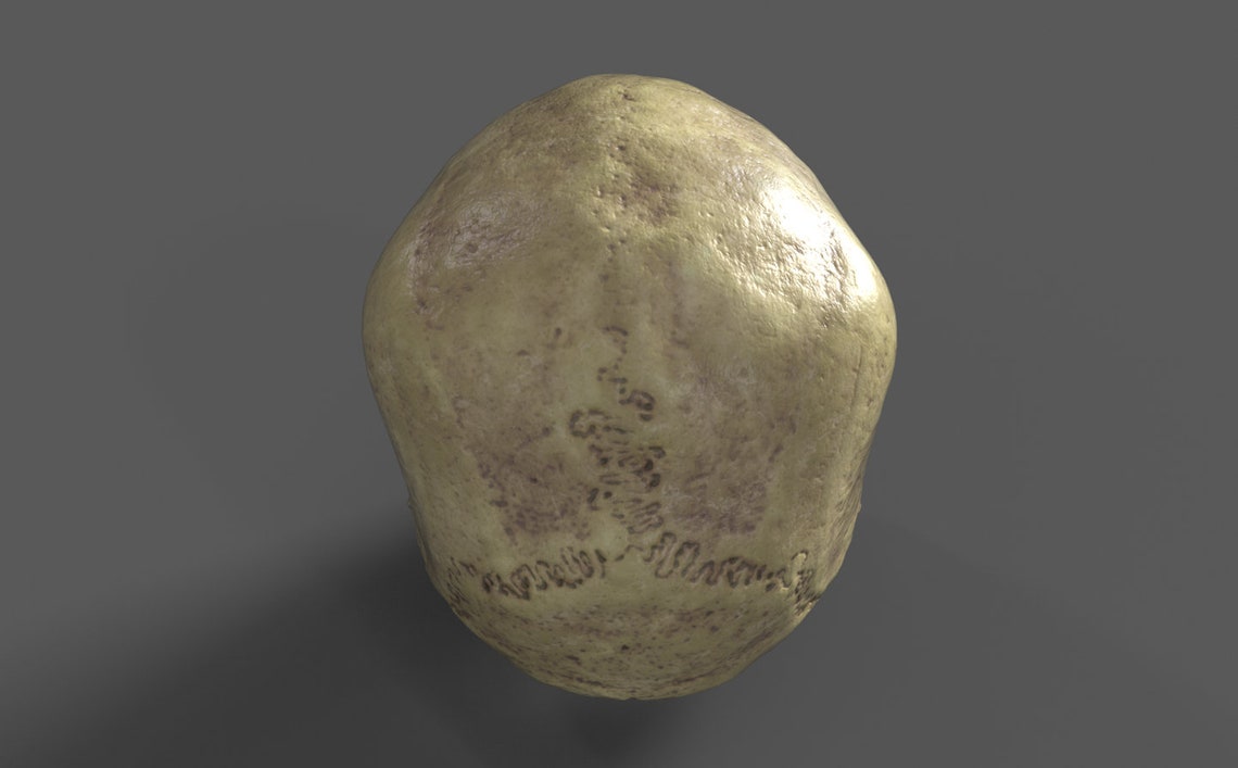 Human Skull - 3D Scan - Rebuilt Topology - UV Unwrapped - Royalty Free ...