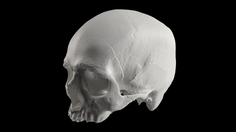 Human Skull - 3D Scan - High Resolution - Etsy