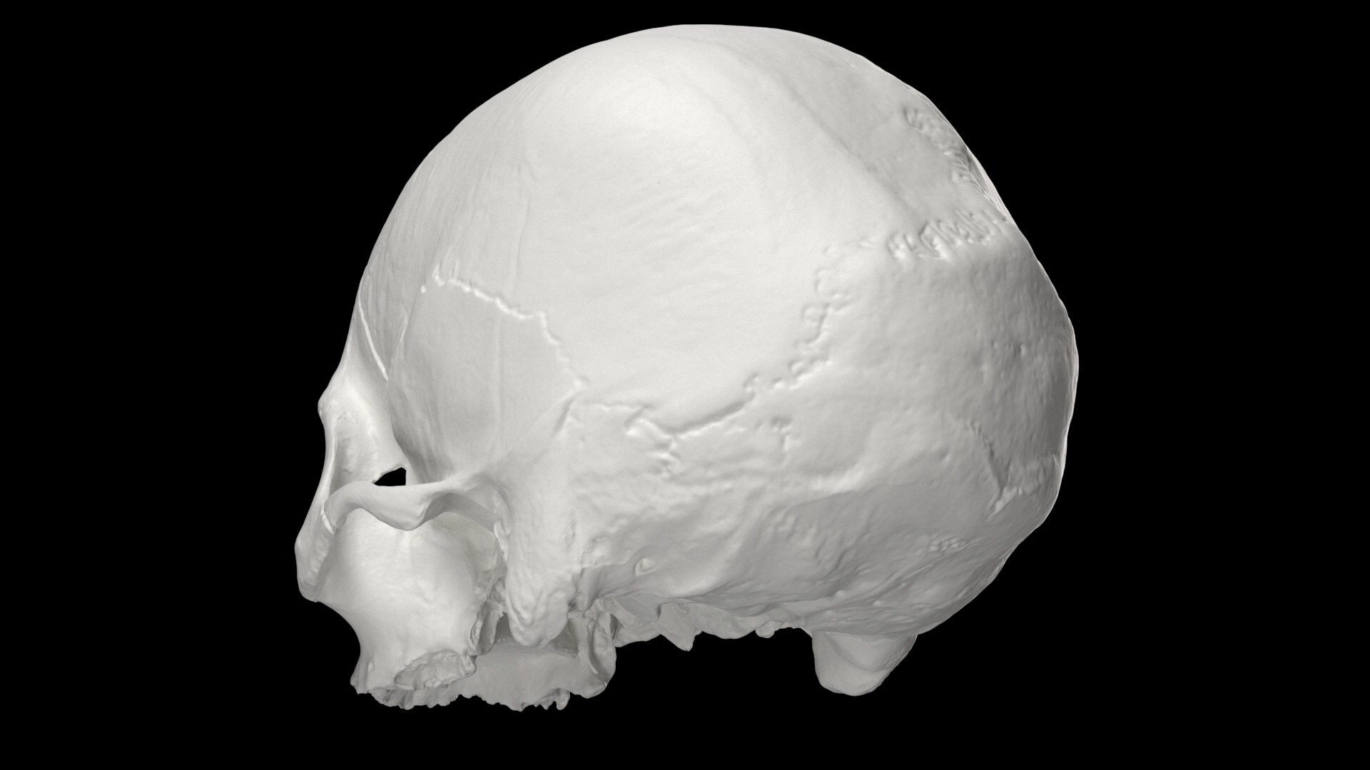 Human Skull - 3D Scan - High Resolution - Etsy