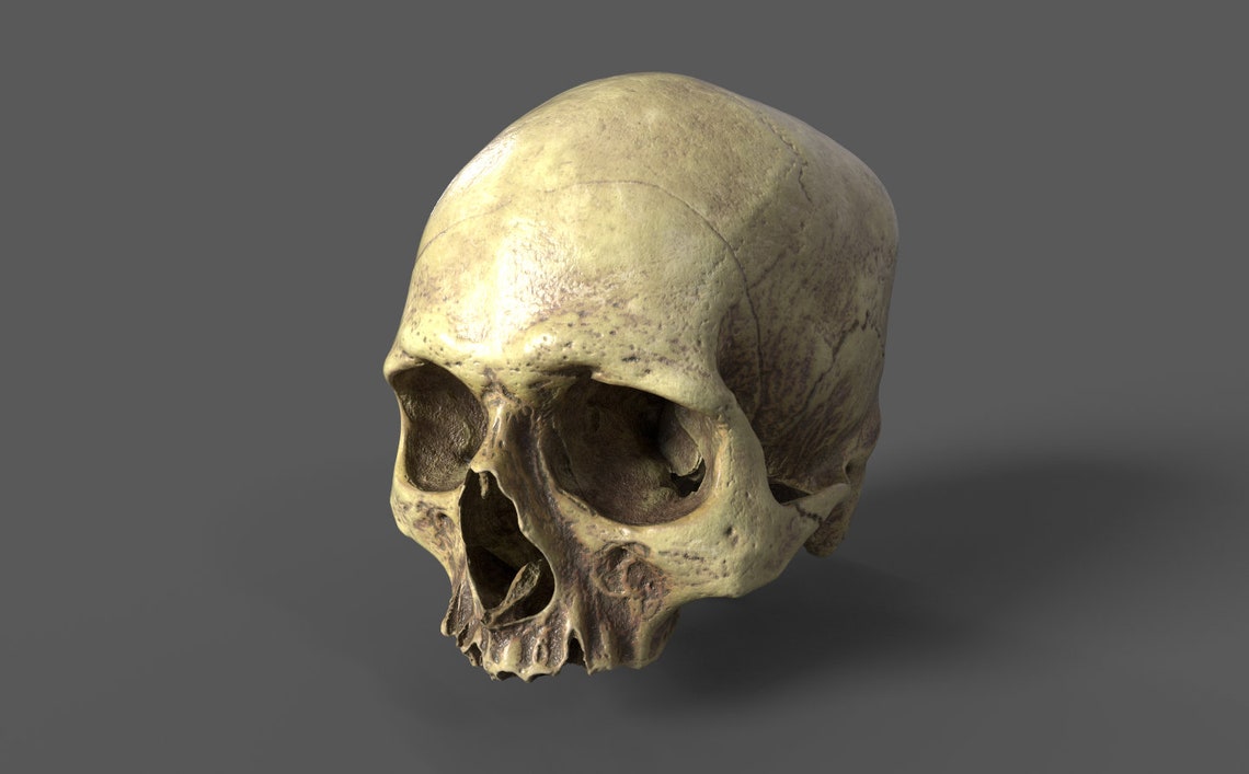 Human Skull - 3D Scan - Rebuilt Topology - UV Unwrapped - Royalty Free ...