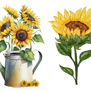 30 Sunflower Flowers PNG, Watercolor Floral Clipart Bouquets,watercolor ...