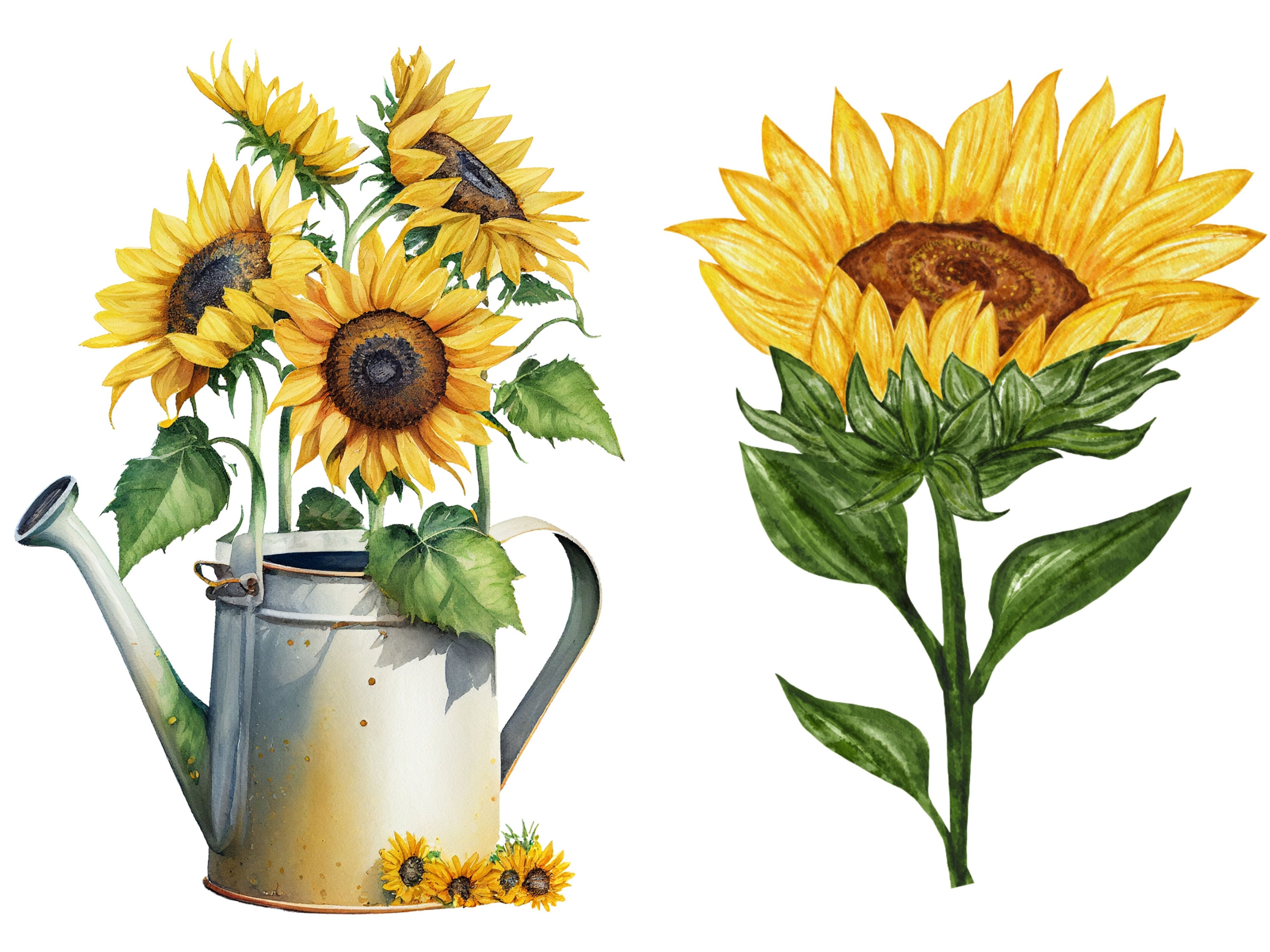 30 Sunflower Flowers PNG, Watercolor Floral Clipart Bouquets,watercolor ...
