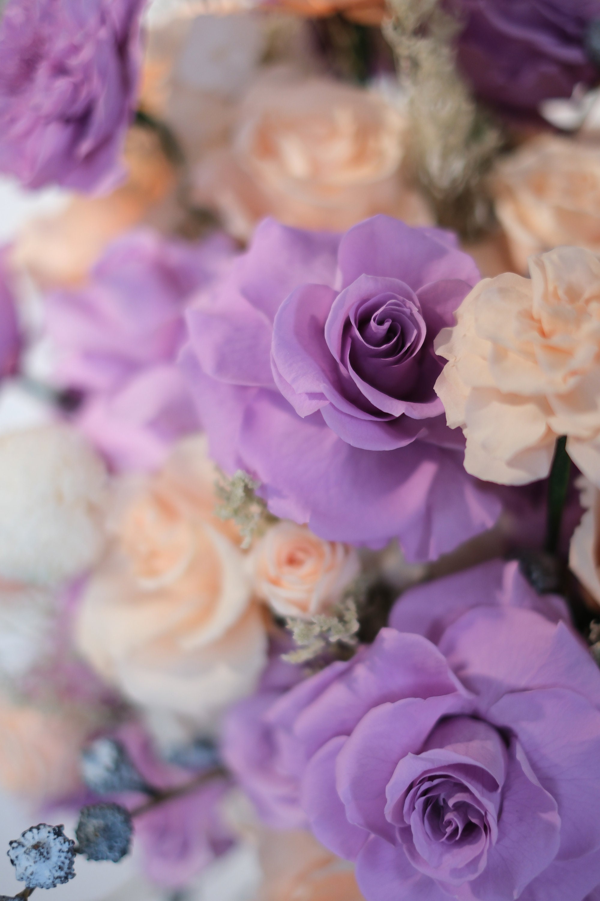 Preserved Fresh Flowers Preserved Roses Roses in Box - Etsy