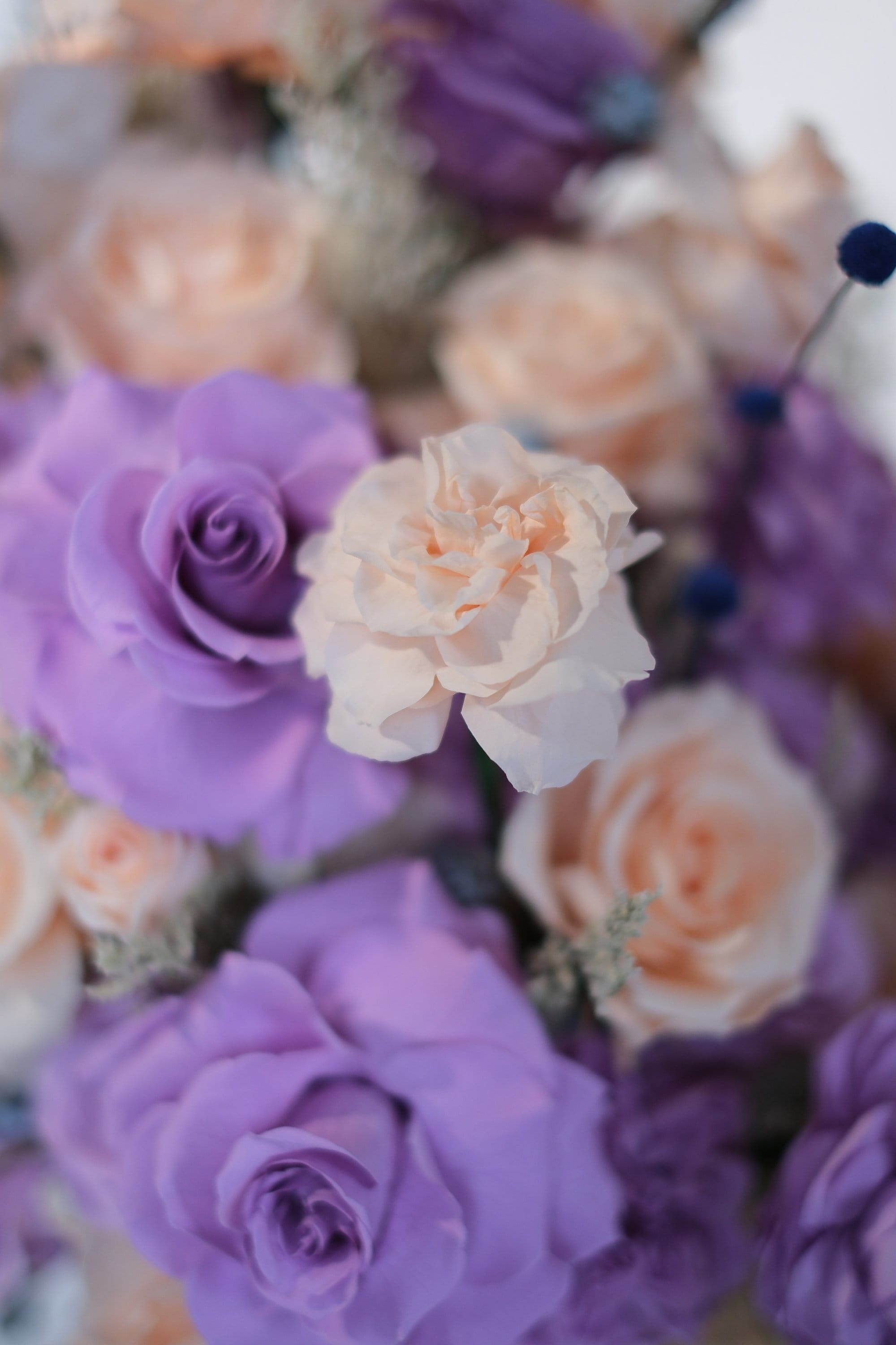 Preserved Fresh Flowers Preserved Roses Roses in Box - Etsy