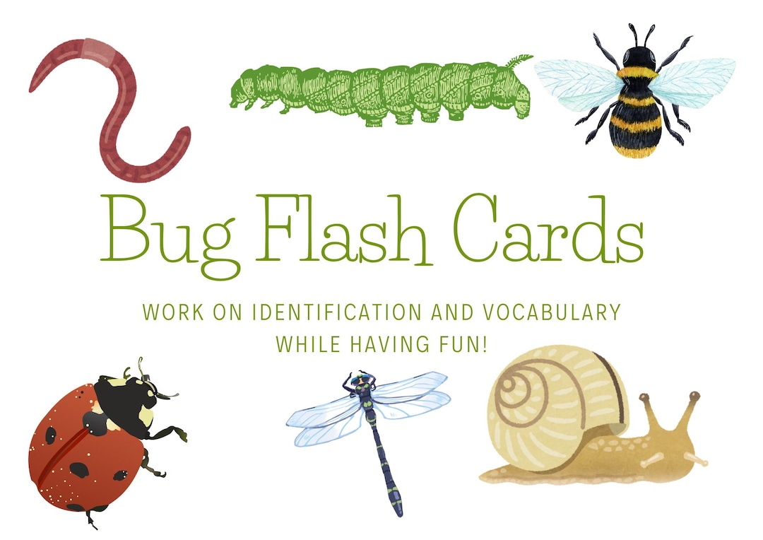 Bug Flash Cards - Vocabulary Development and Picture Matching! - Etsy