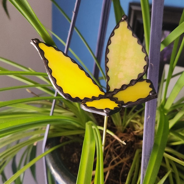 Butterfly Wing Plant - Etsy