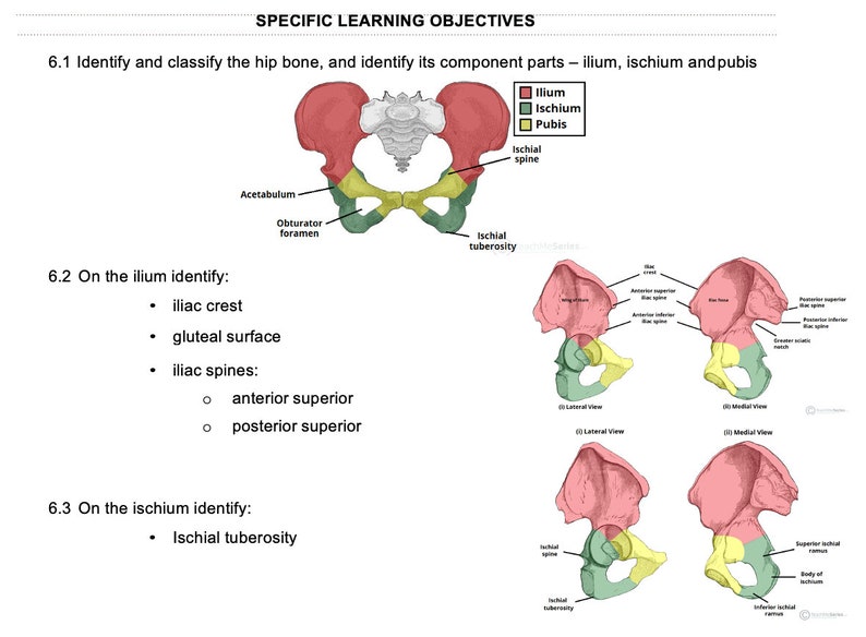Occupational Therapy Lower Anatomy Study Guide - Etsy