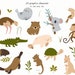 Australian Animals SVG, Wild Animals Clipart, Koala PNG, Kangaroo ...