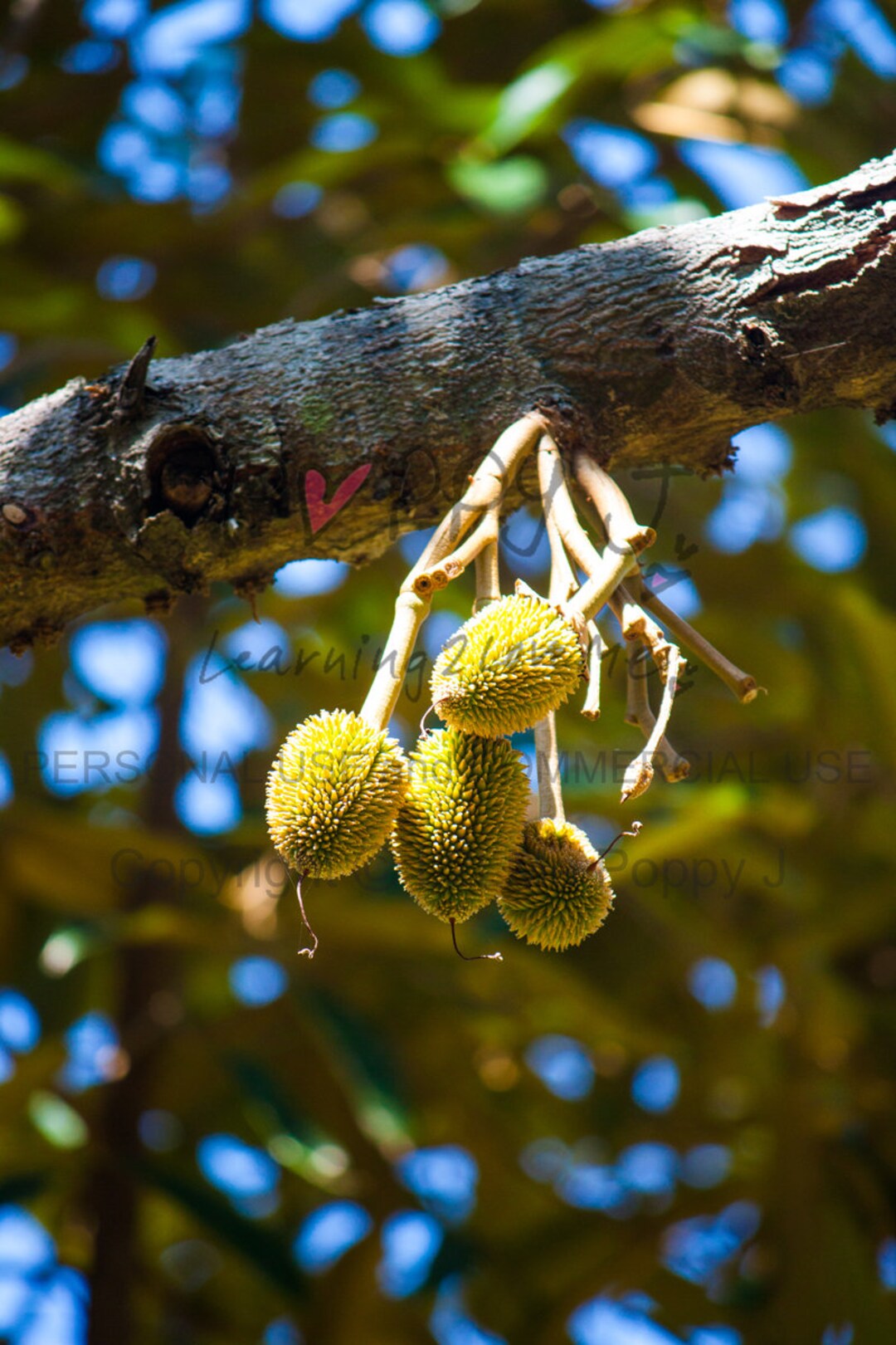 Baby Durians Photography Photo Gallery Photo Stock Digital - Etsy