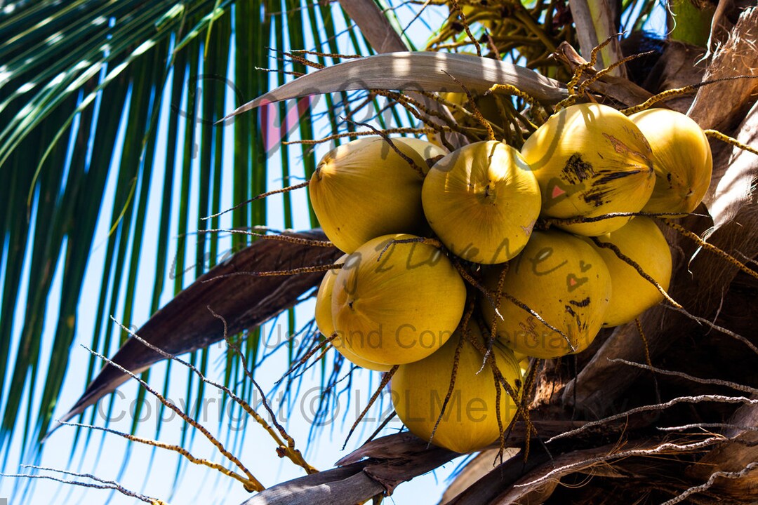 Tropical Coconuts Photography Photo Gallery Photo Stock Digital ...