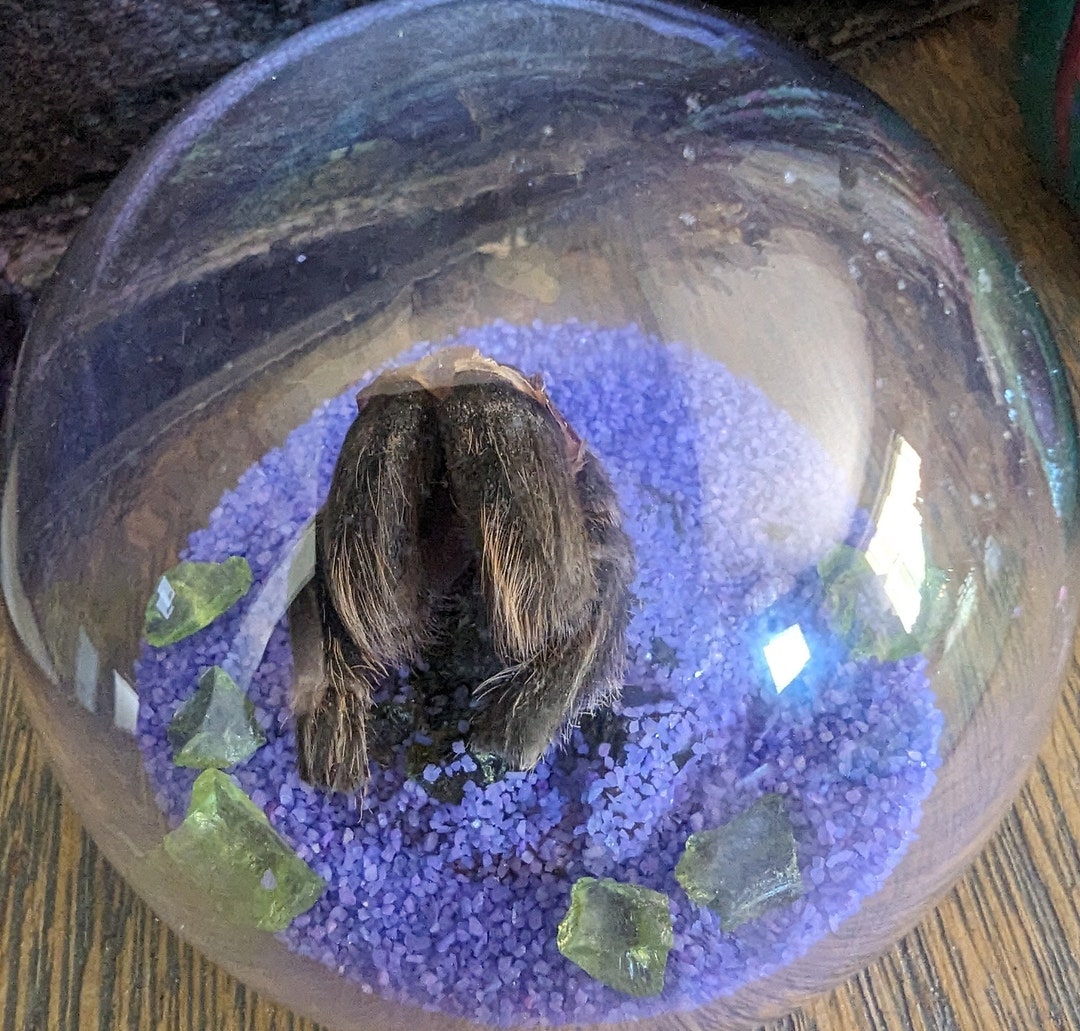 Rose Hair Tarantula Fangs Inside Glass Dome With Purple Sand and Green ...