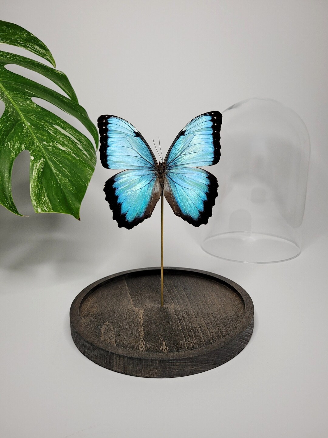 Morpho Helenor Peleides in Butterfly Dome Blue Morpho Butterfly Under ...