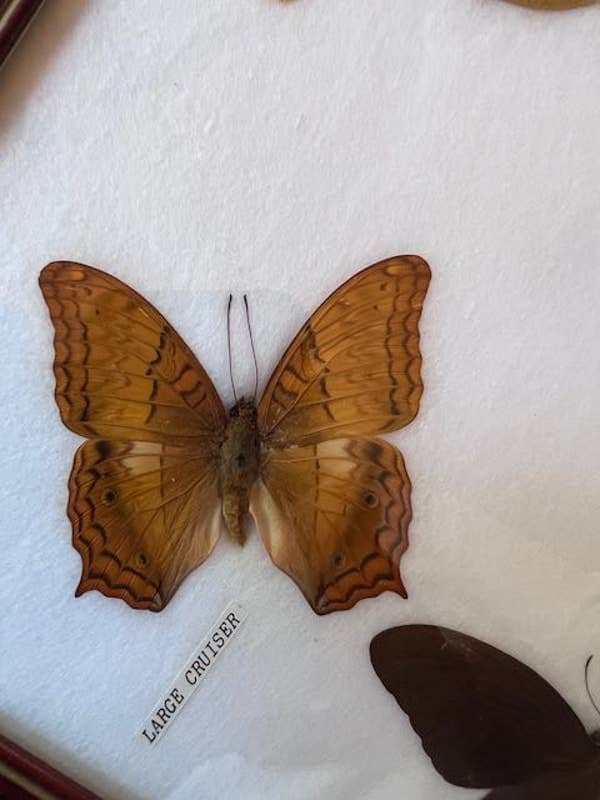 Butterfly and Moth Collection From Thailand, Framed - Etsy