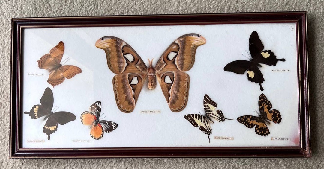 Butterfly and Moth Collection From Thailand, Framed - Etsy