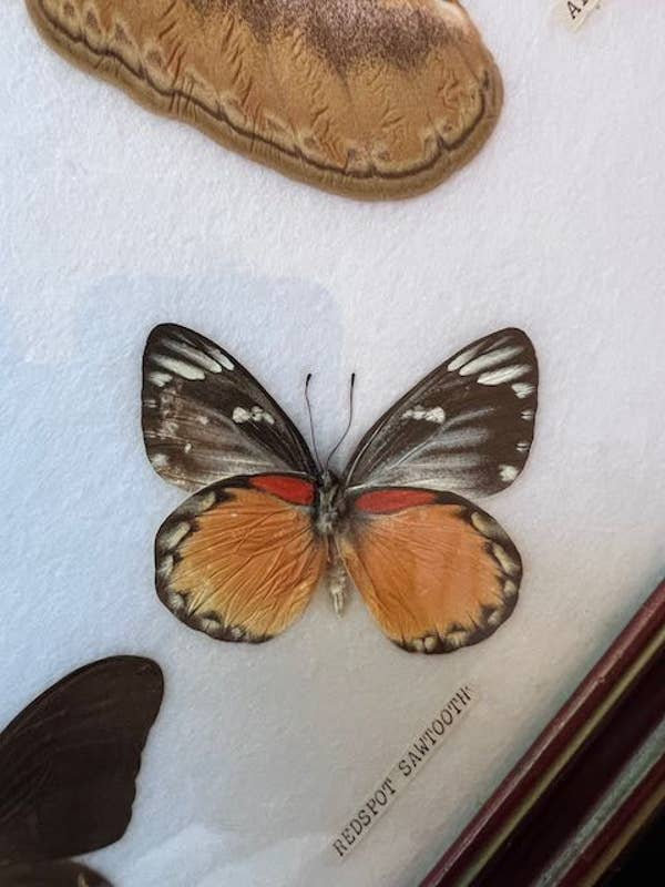 Butterfly and Moth Collection From Thailand, Framed - Etsy