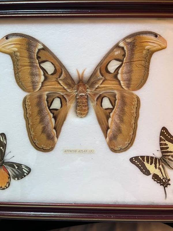 Butterfly and Moth Collection From Thailand, Framed - Etsy