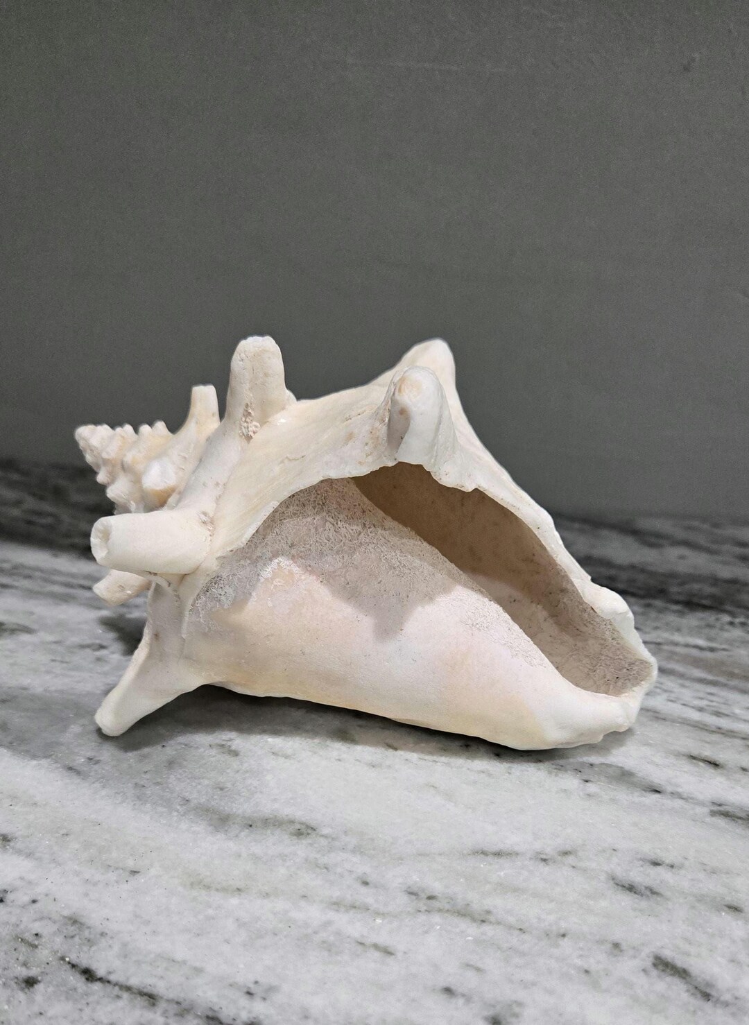 Vintage 1970s Florida Keys Queen Conch Decor Seashell, Shells ...