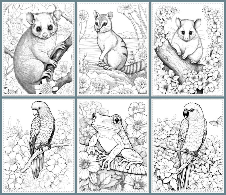 23 Australian Animals Coloring Pages Printable Australian - Etsy