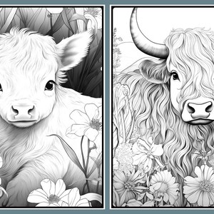 40 Highland Cows Coloring Pages, Highland Cow Printable Grayscale ...