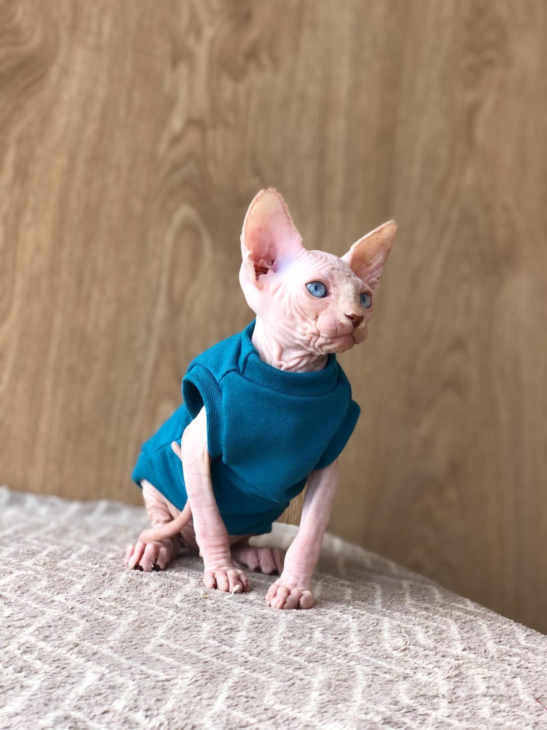 Embroidered Cat Vest: Custom Cotton Sweater for Hairless Cats - Etsy