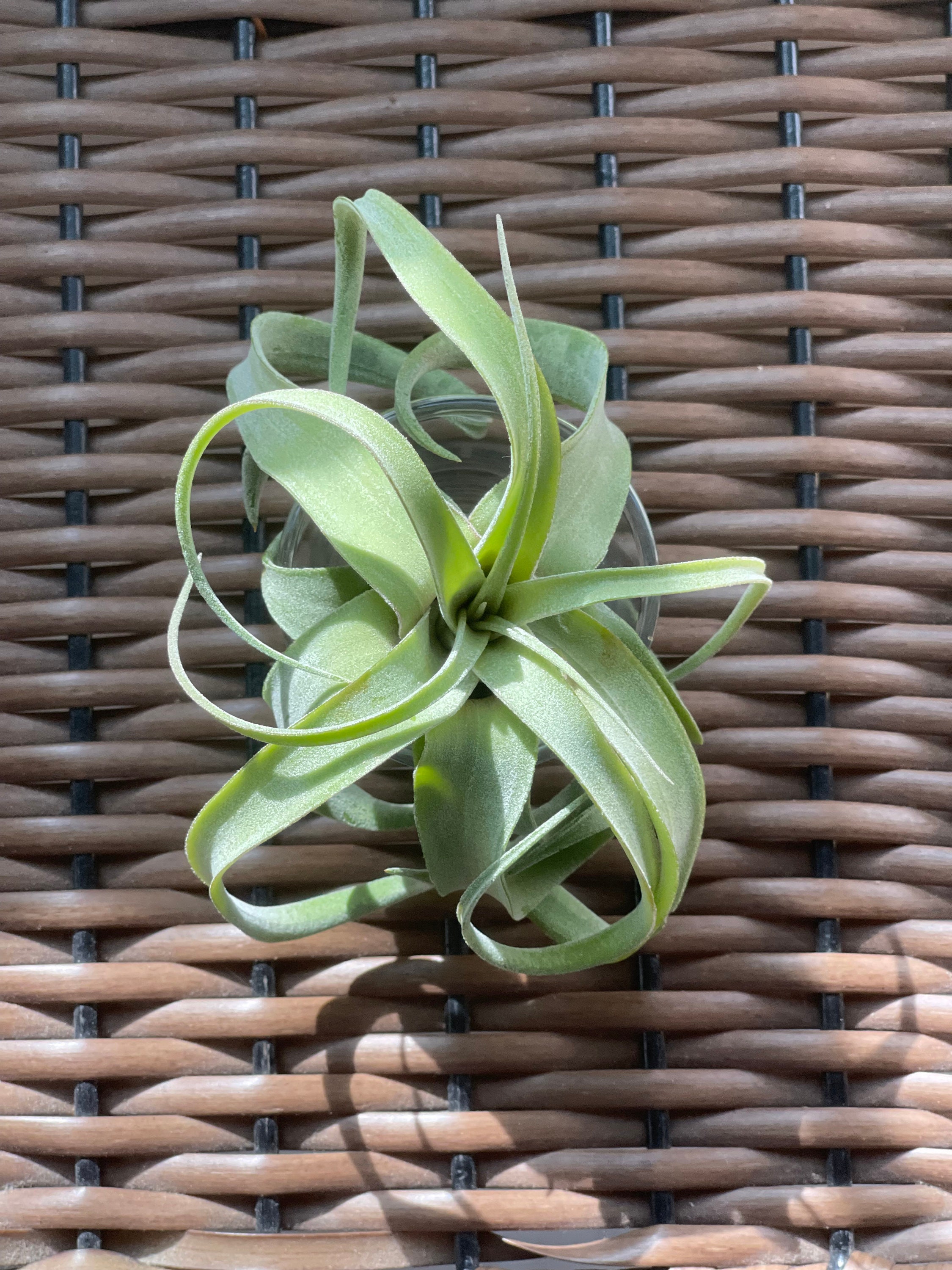 Air Plant Streptophylla-shirley Temple Fast Shipping - Etsy