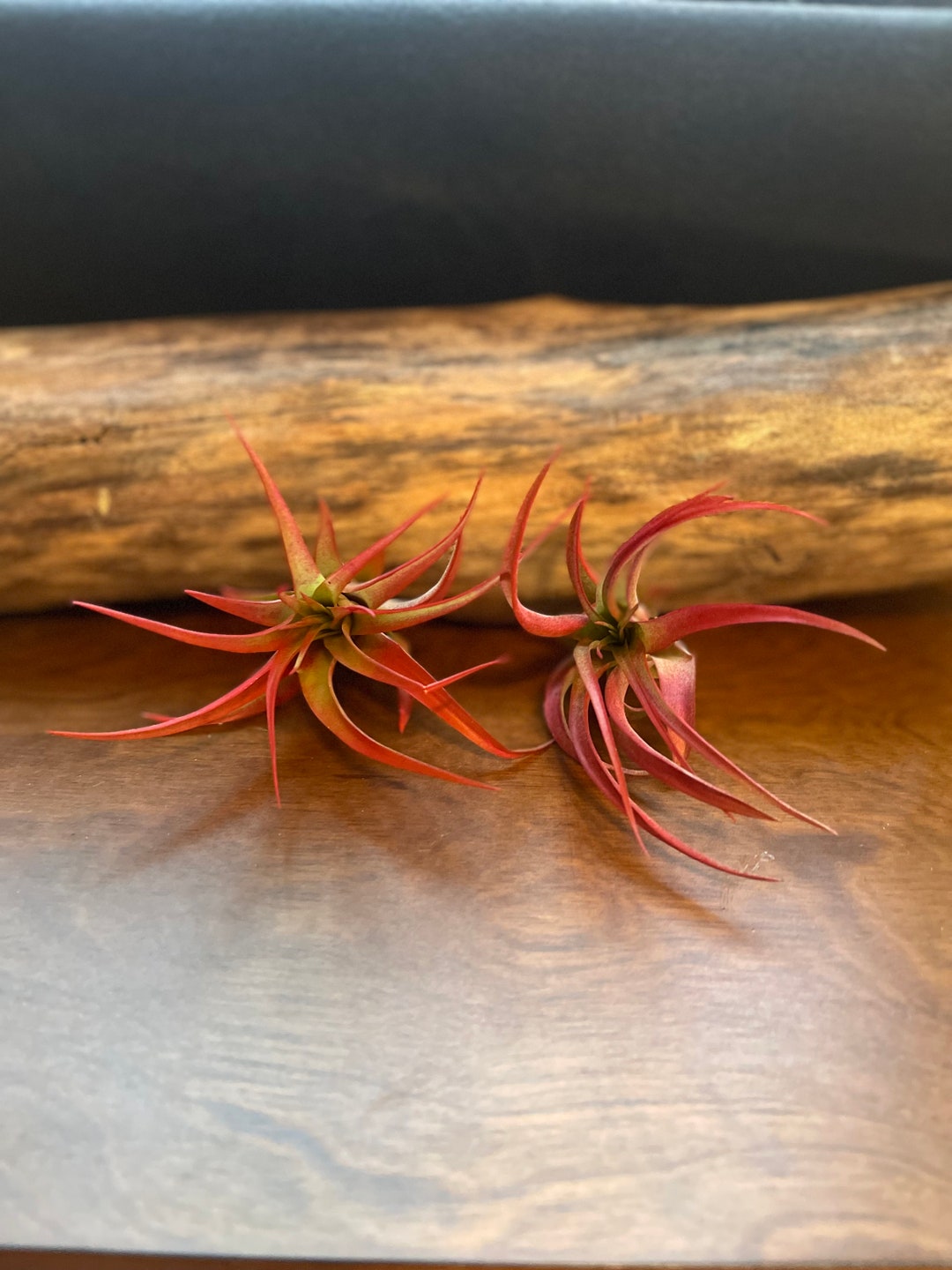 Air Plants - 2 Pk Tillandsia Red Abdita Air Plant - Fast Shipping - Etsy