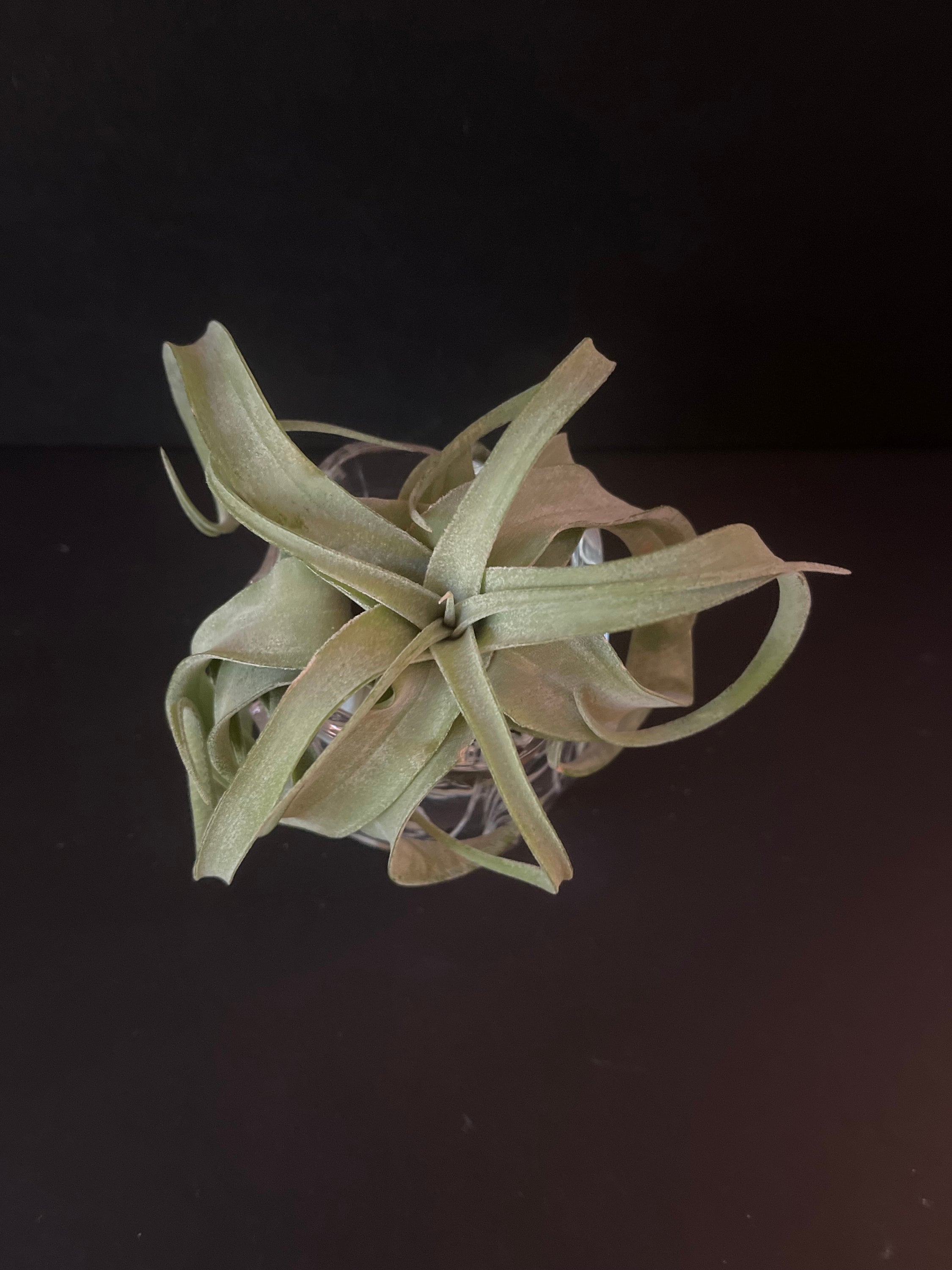 Air Plant Streptophylla-shirley Temple Fast Shipping - Etsy