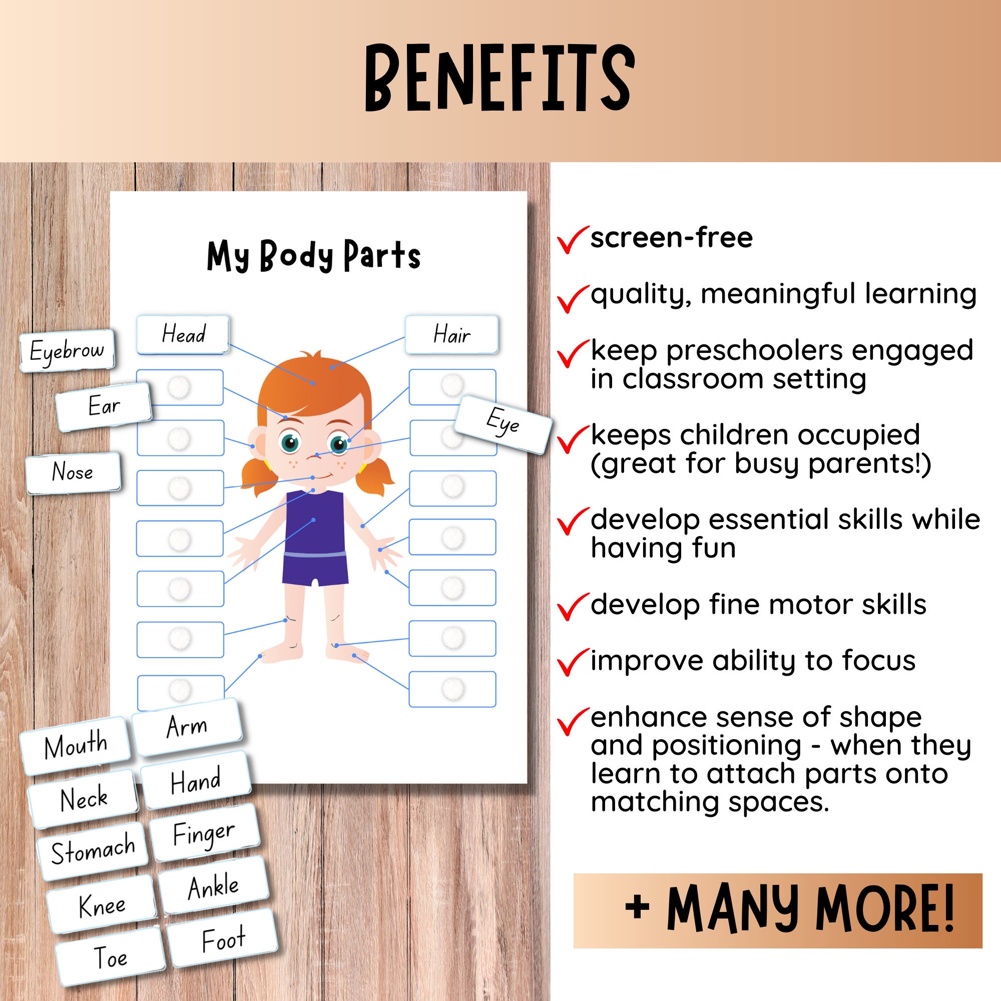 Body Parts Human Anatomy Toddler Busy Book Learning Binder Printable ...