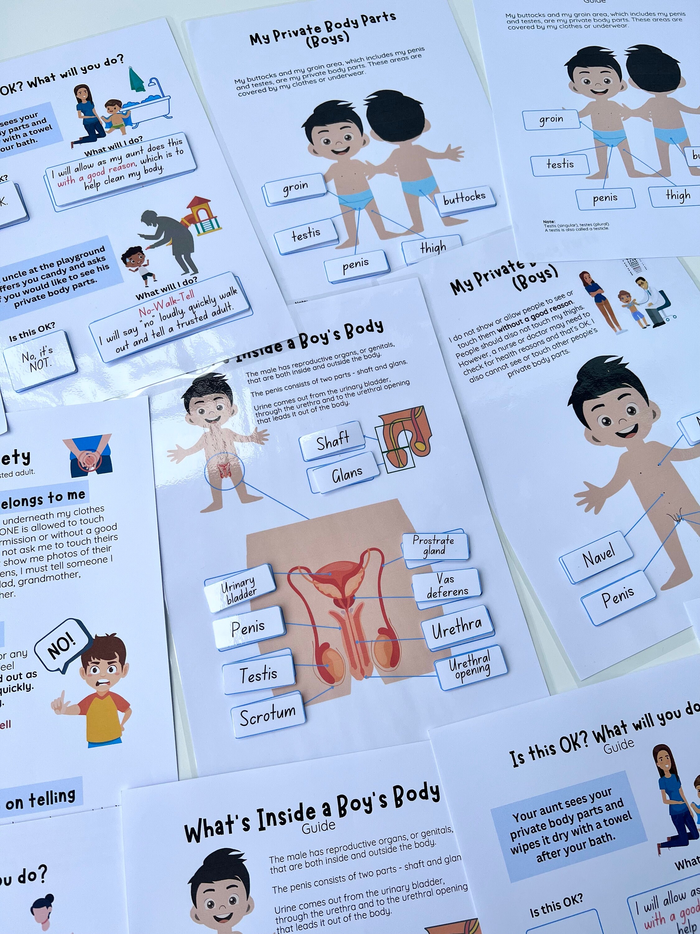 Male Reproductive System Toddler Busy Book Human Anatomy Private Parts ...