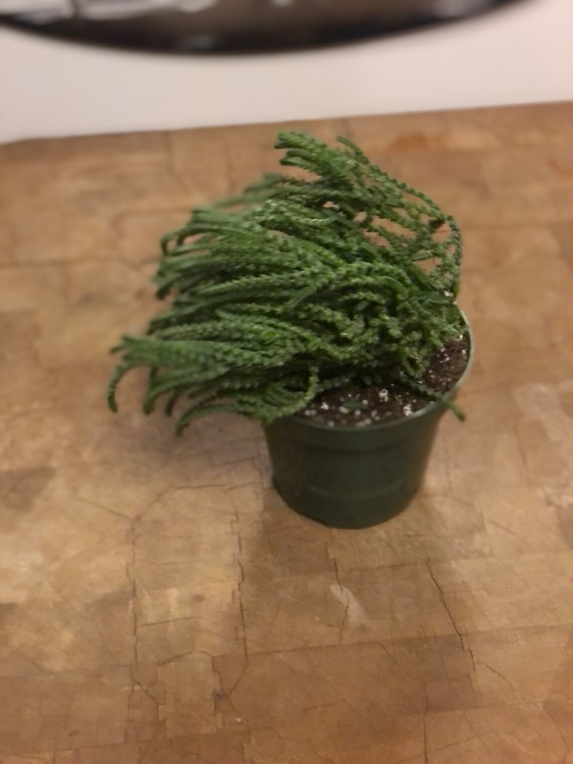 Watch Chain Succulent - Etsy