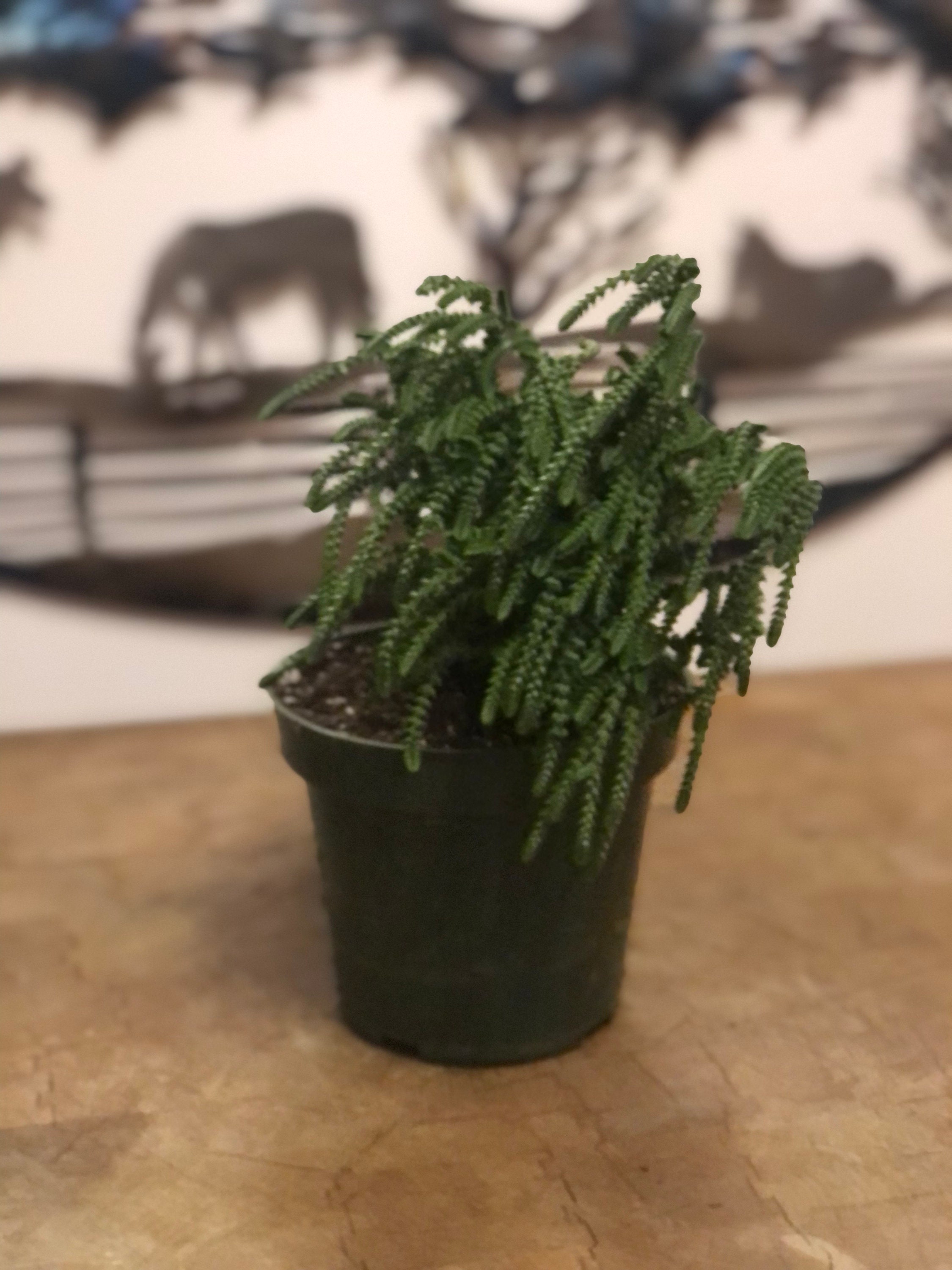 Watch Chain Succulent - Etsy