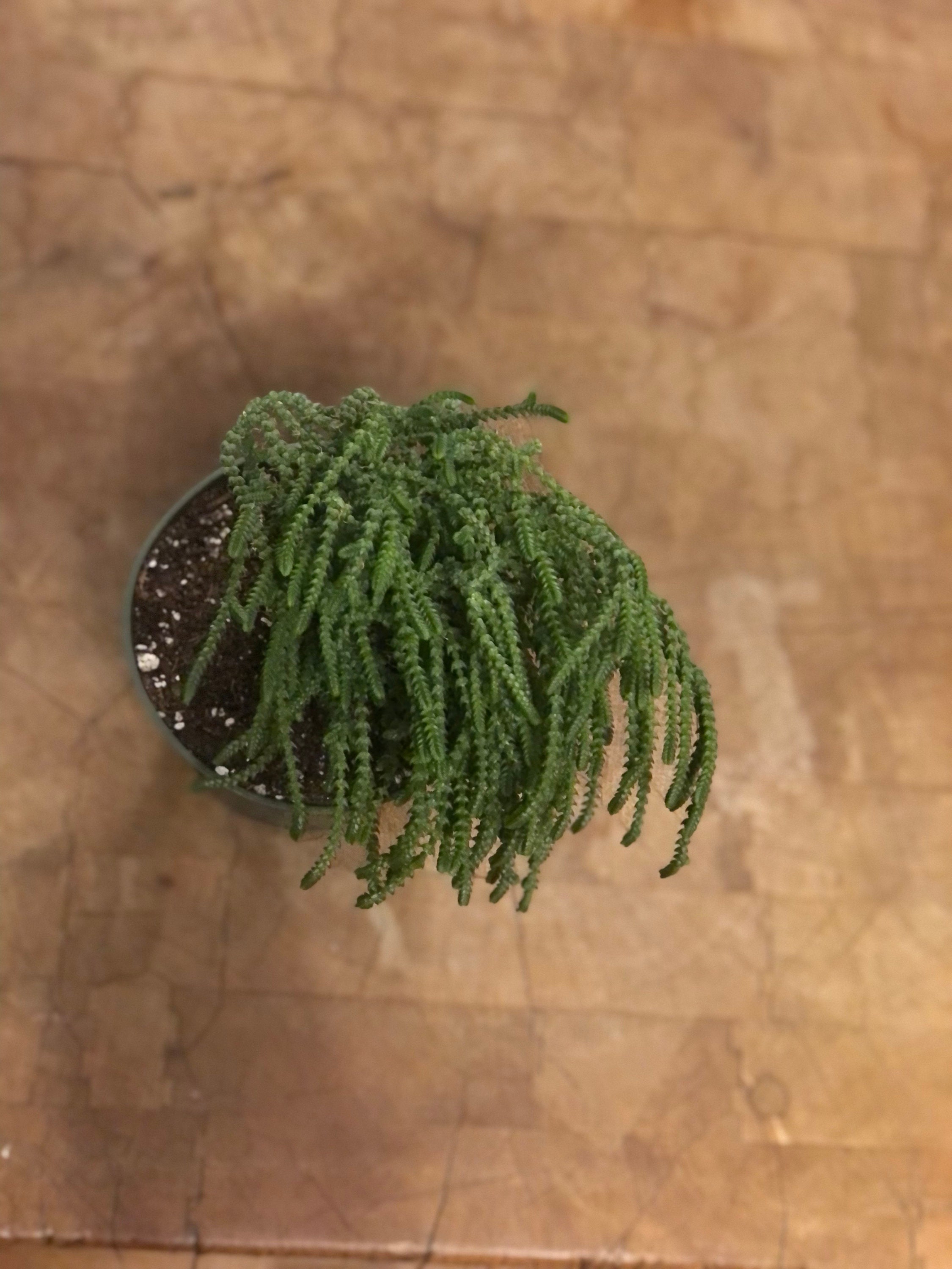 Watch Chain Succulent - Etsy