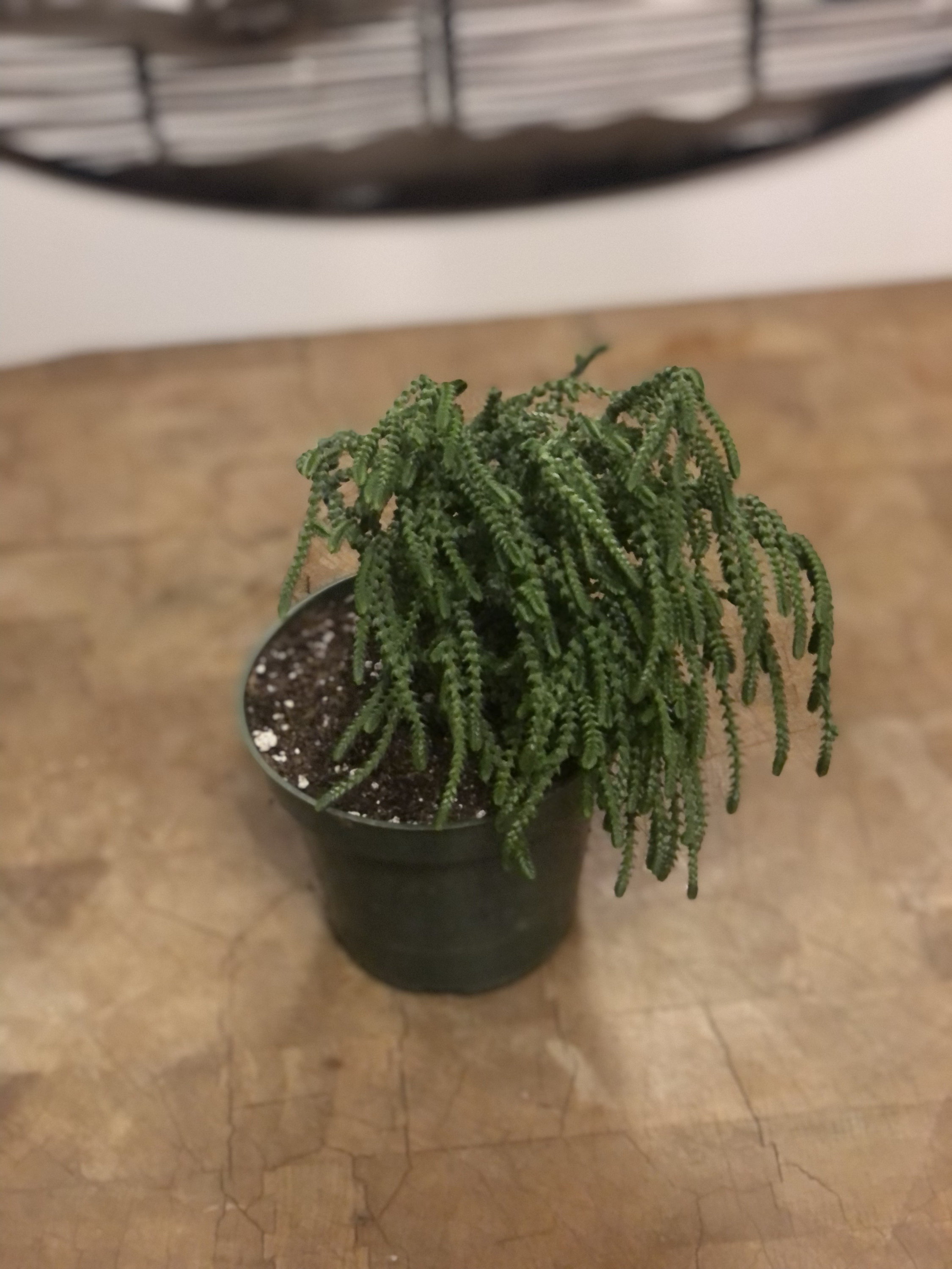 Watch Chain Succulent - Etsy