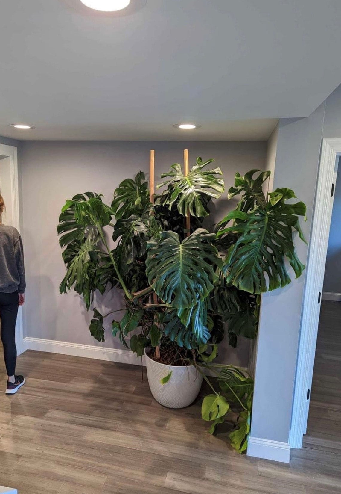 Riesen Live Monstera Deliciosa - Etsy.de