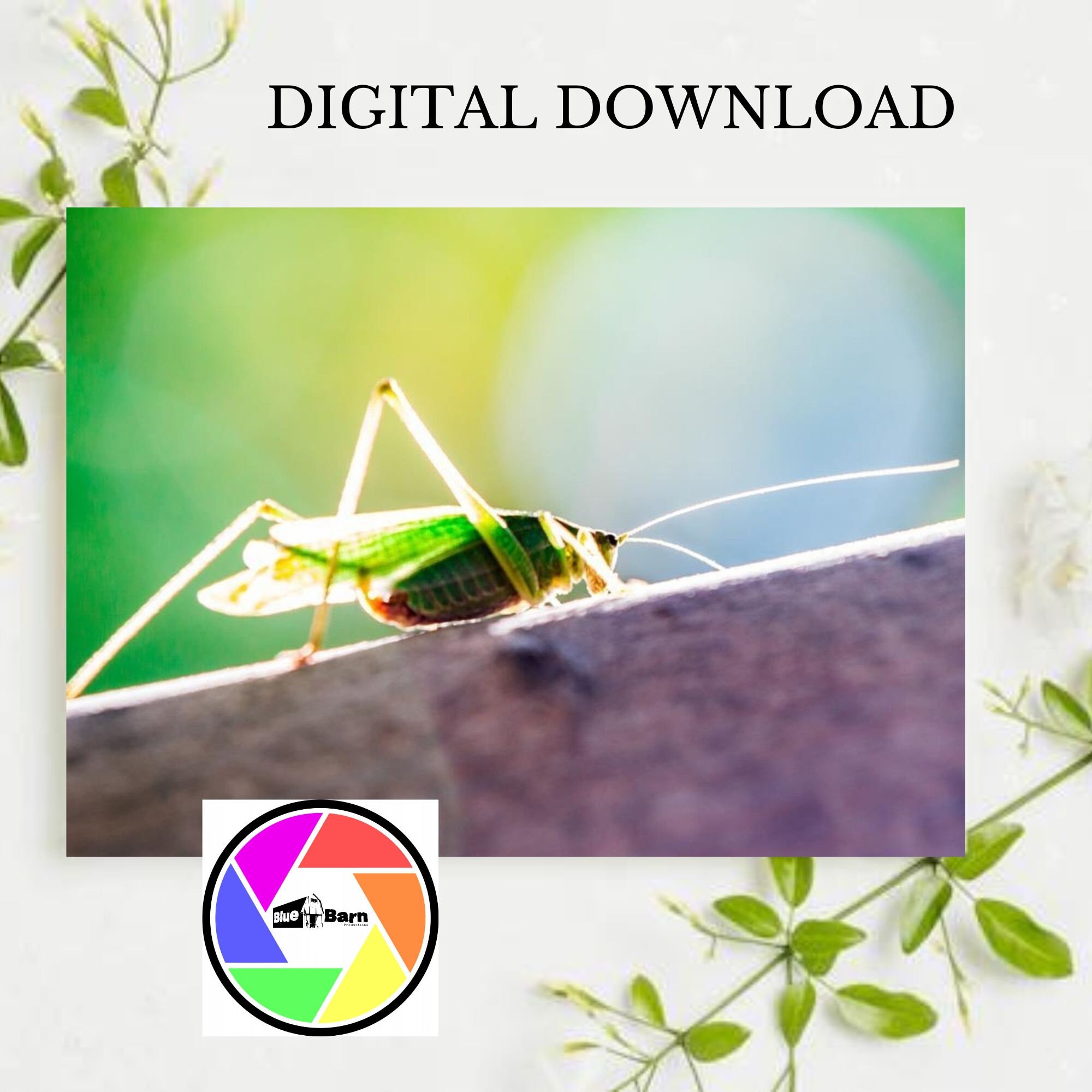 Insects, Photo Set of Four, Insects, Square Digital Wall Art, Crickets ...
