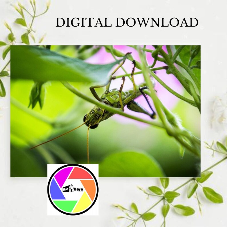Insects, Photo Set of Four, Insects, Square Digital Wall Art, Crickets ...