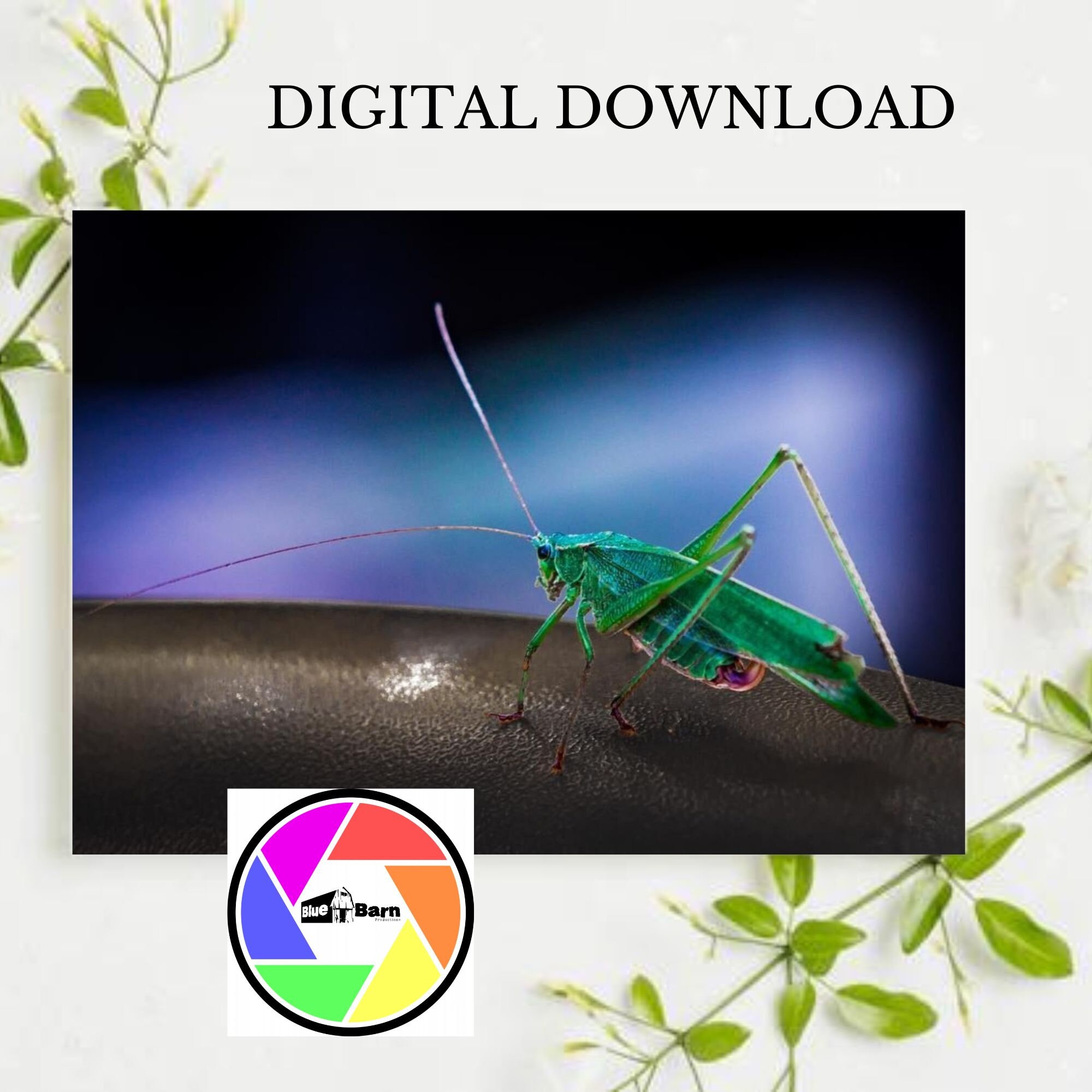 Insects, Photo Set of Four, Insects, Square Digital Wall Art, Crickets ...
