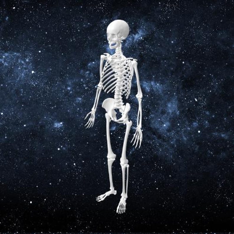 Entire Skeletal System 3D Model Files (200+) - Etsy