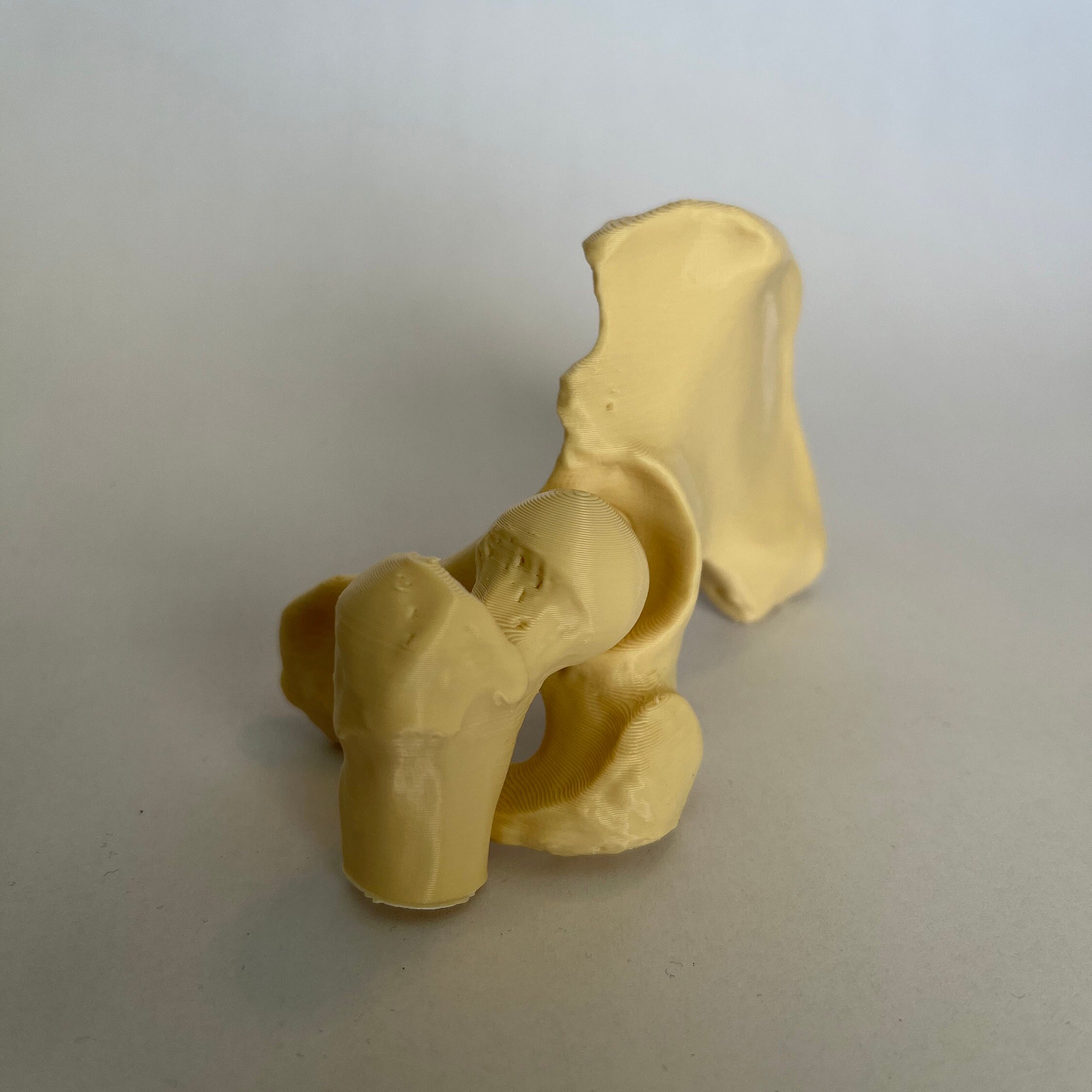 Entire Skeletal System 3D Model Files 200 - Etsy