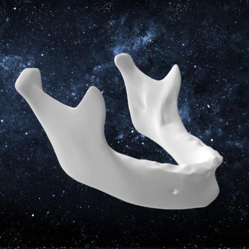 Entire Skeletal System 3D Model Files (200+) - Etsy